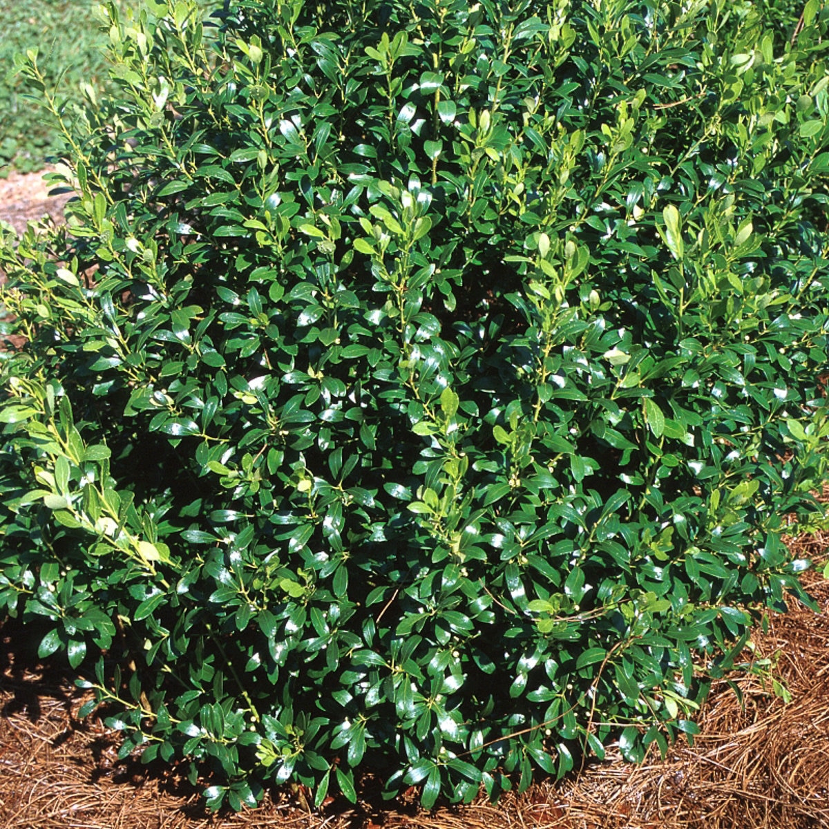 Ilex Glabra Nordic Inkberry Holly | SiteOne