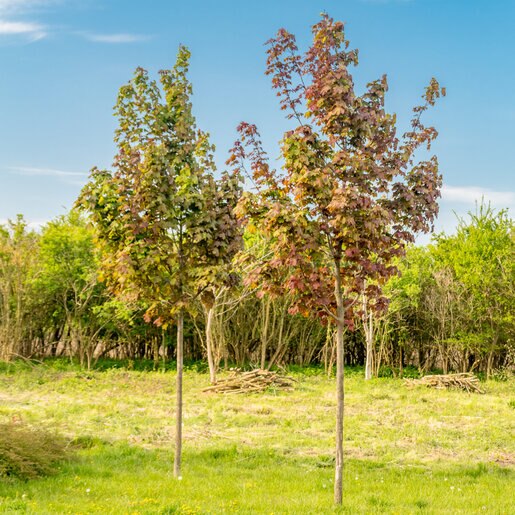Acer Platanoides 'Deborah' Norway Maple | SiteOne