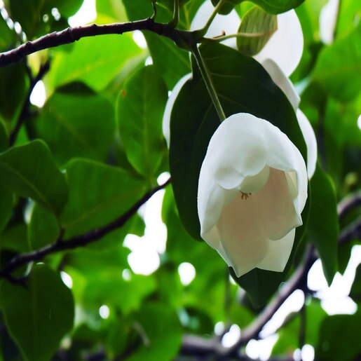 Magnolia Macrophylla var. Ashei Ashe Magnolia | SiteOne
