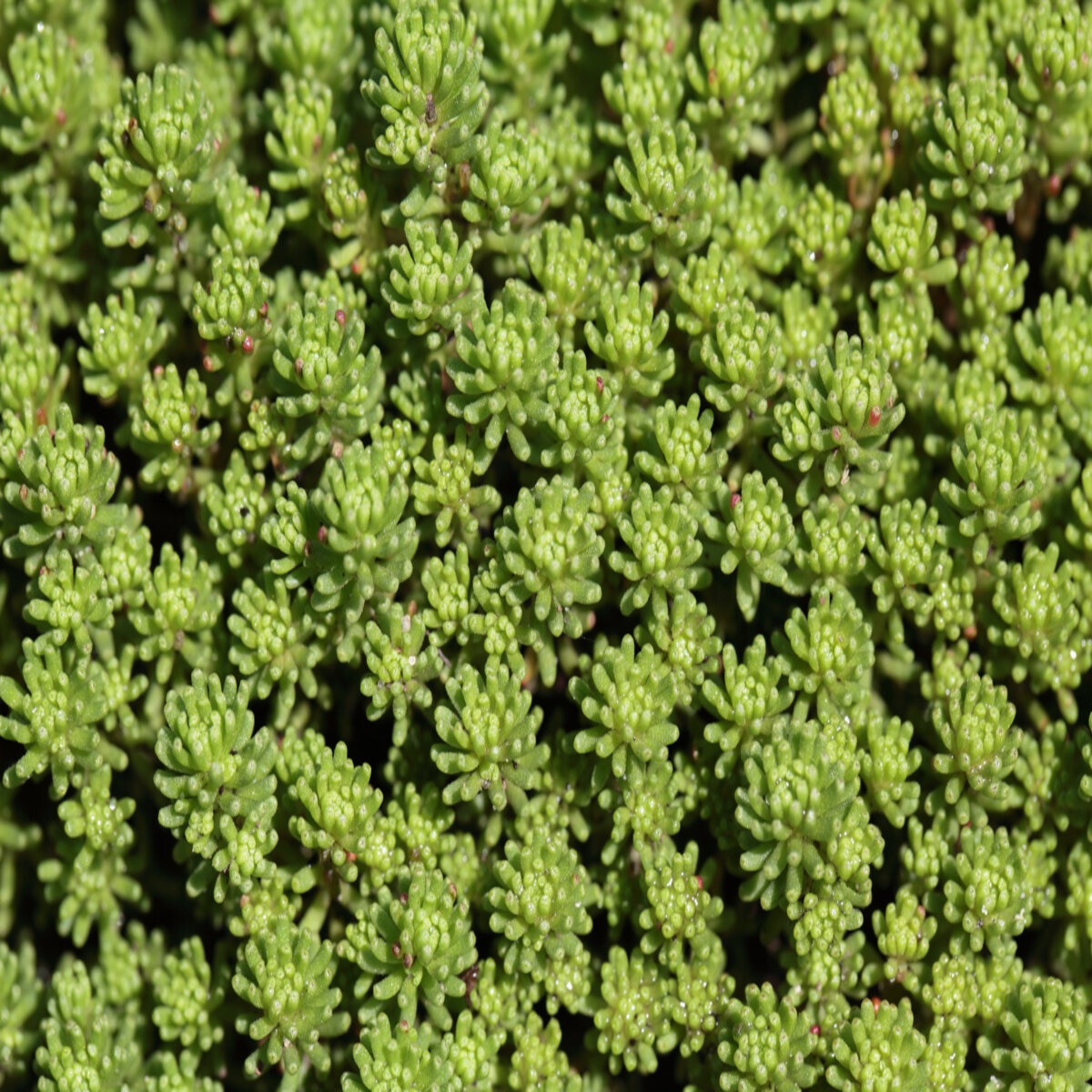 Sedum Lydium Mossy Stonecrop | SiteOne