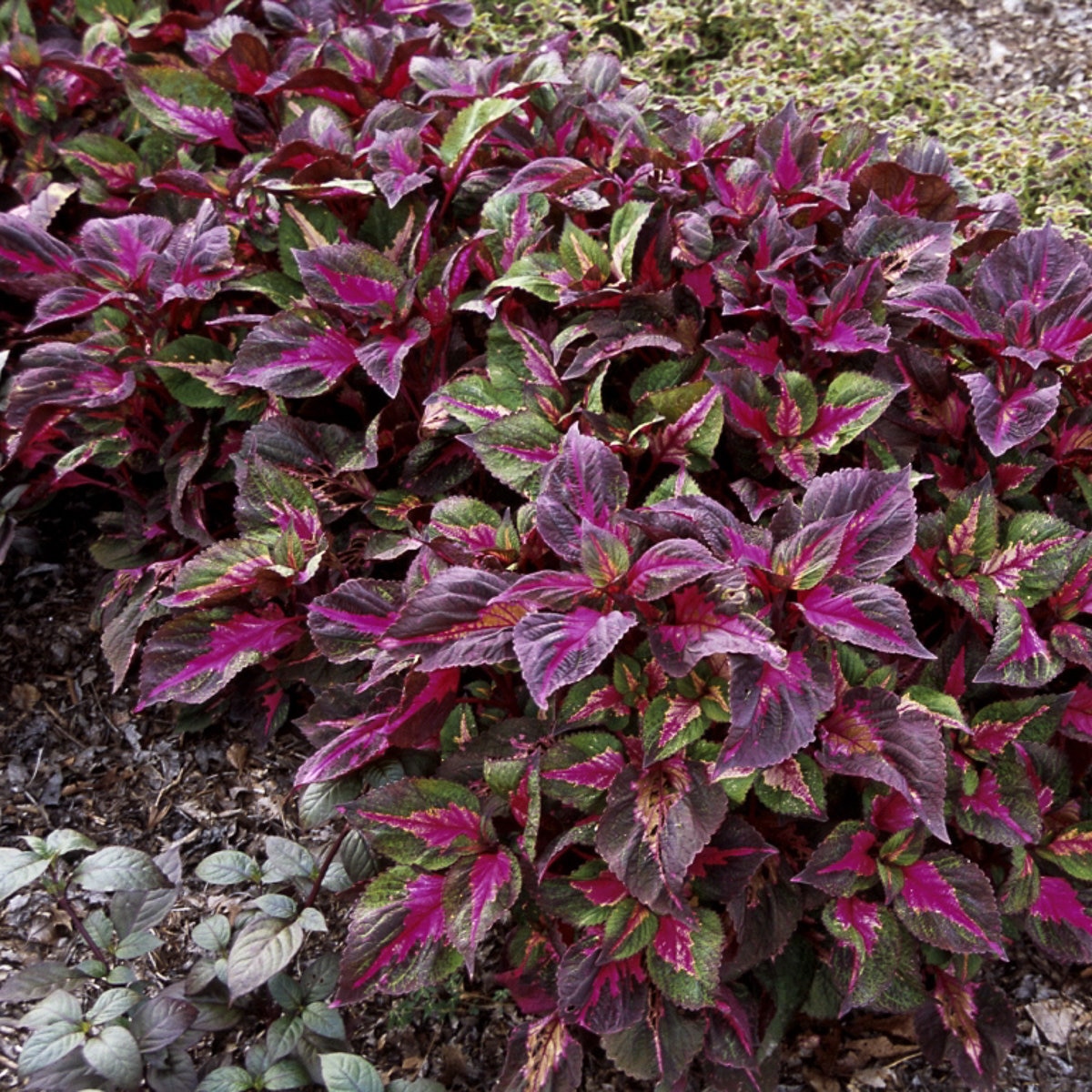 Perilla X Magilla Perilla | SiteOne