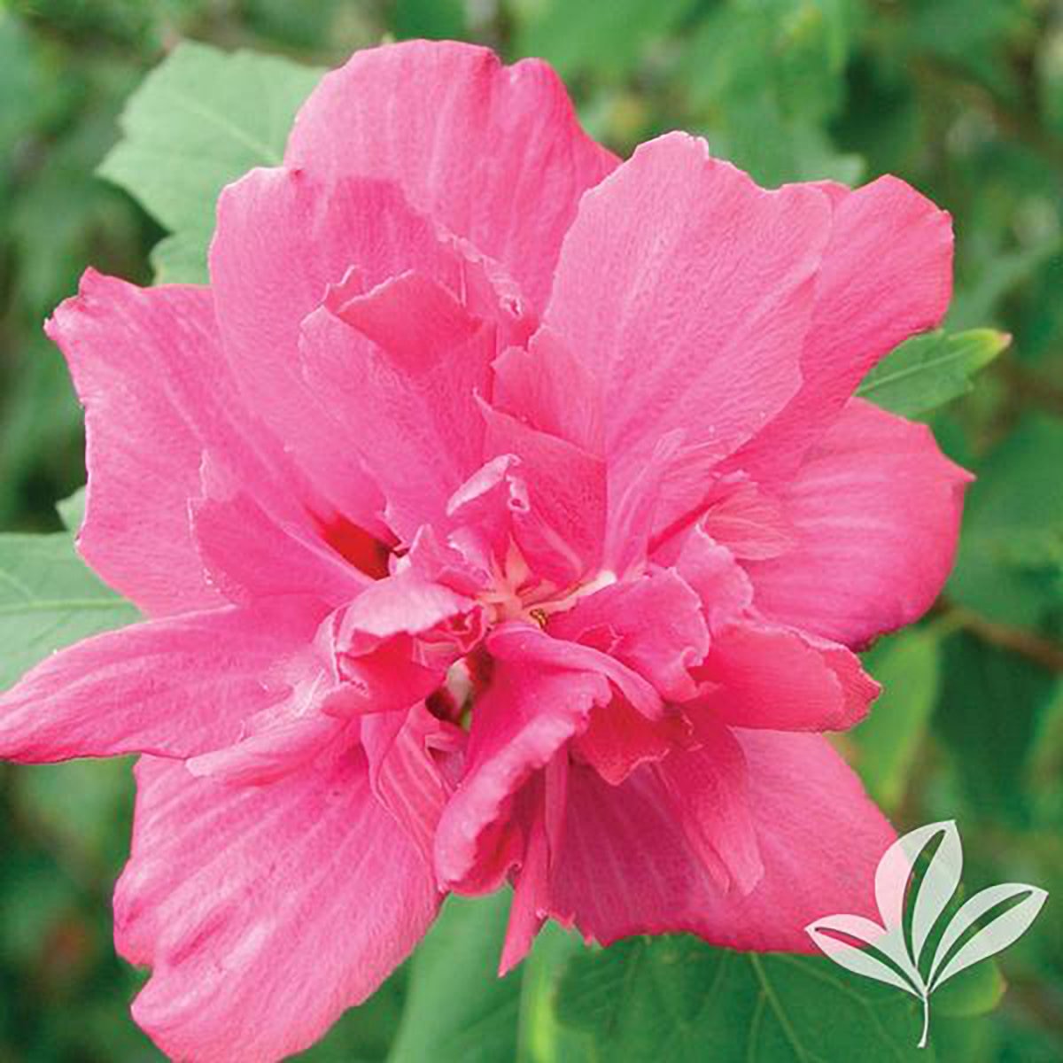Hibiscus Syriacus Double Red Rose of Sharon | SiteOne
