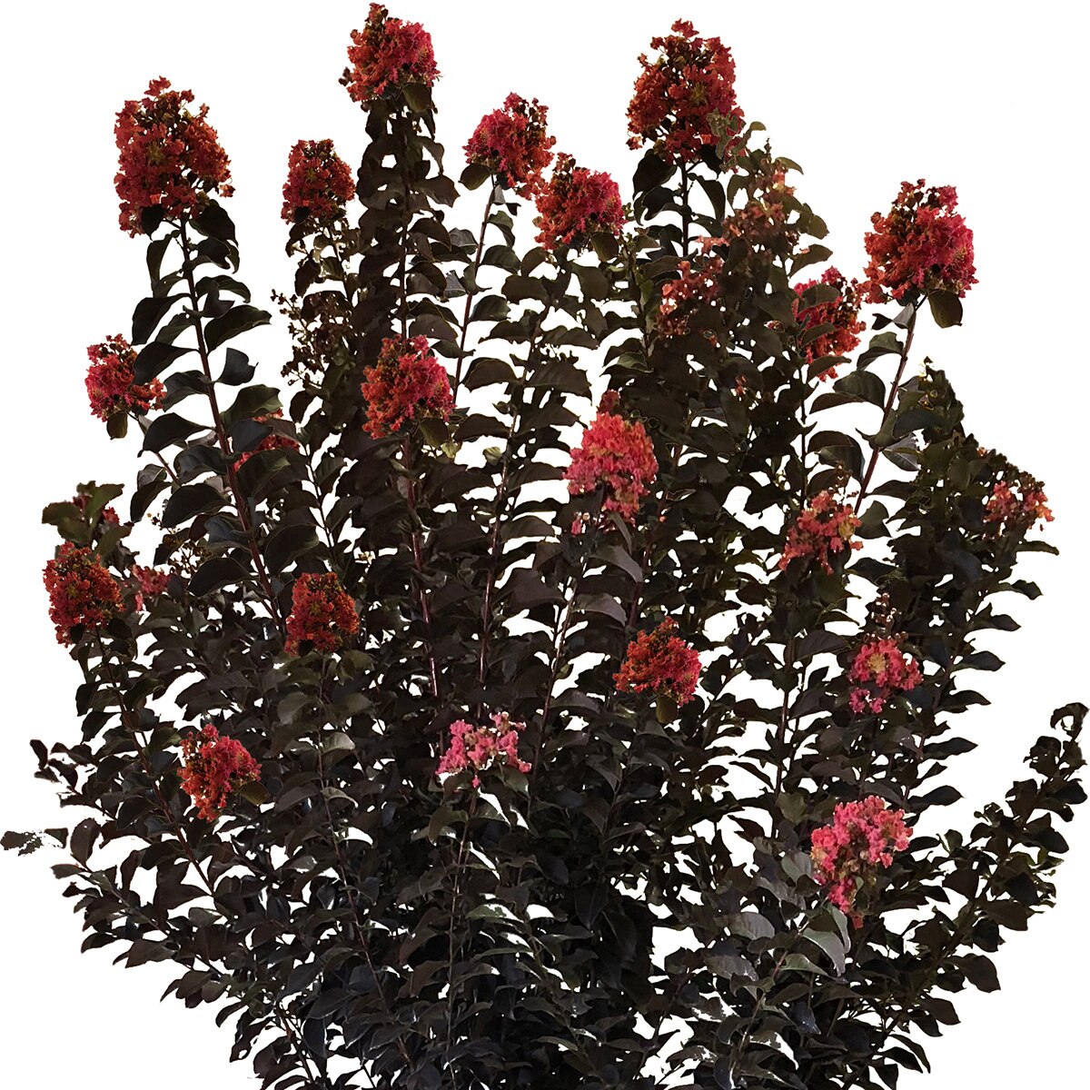 Lagerstroemia X Thunderstruck Coral Boom Crape Myrtle | SiteOne
