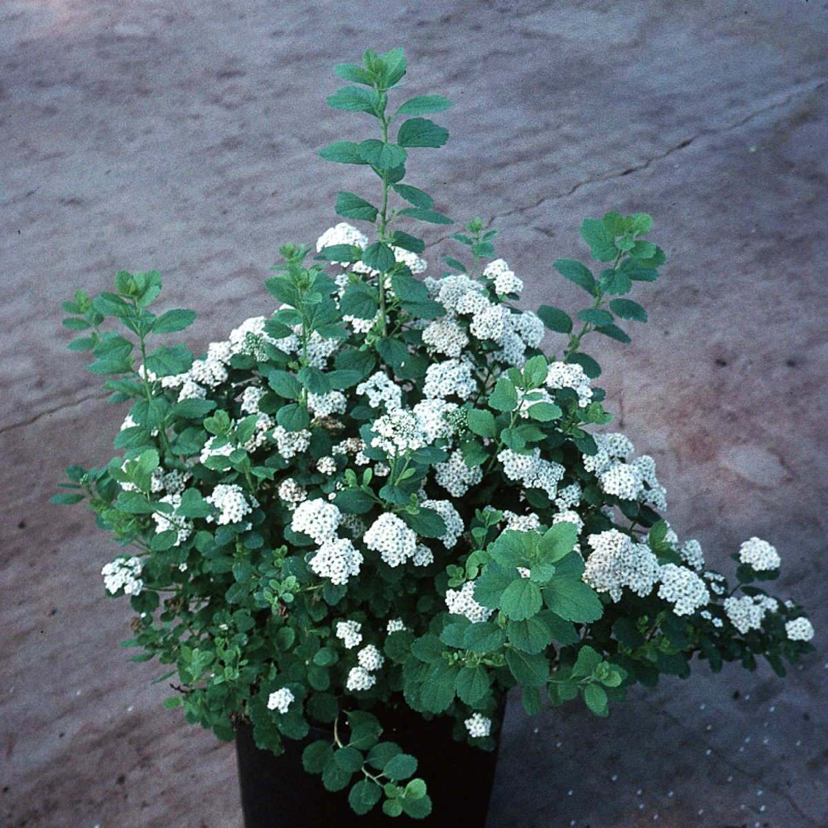 Spiraea Betulifolia Birch Leaf Spirea | SiteOne