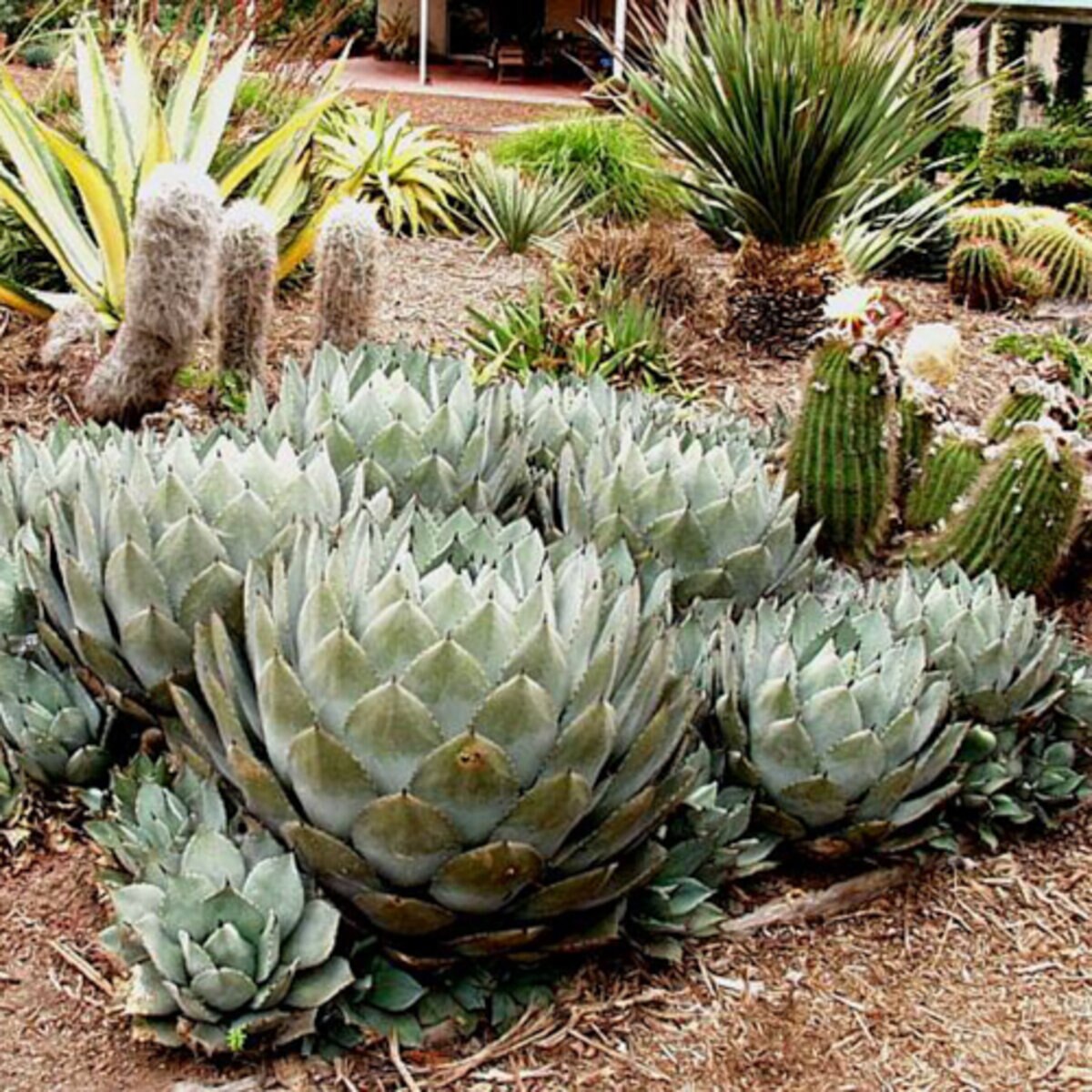Agave Parryi var. Huachucensis Huachuca Agave | SiteOne