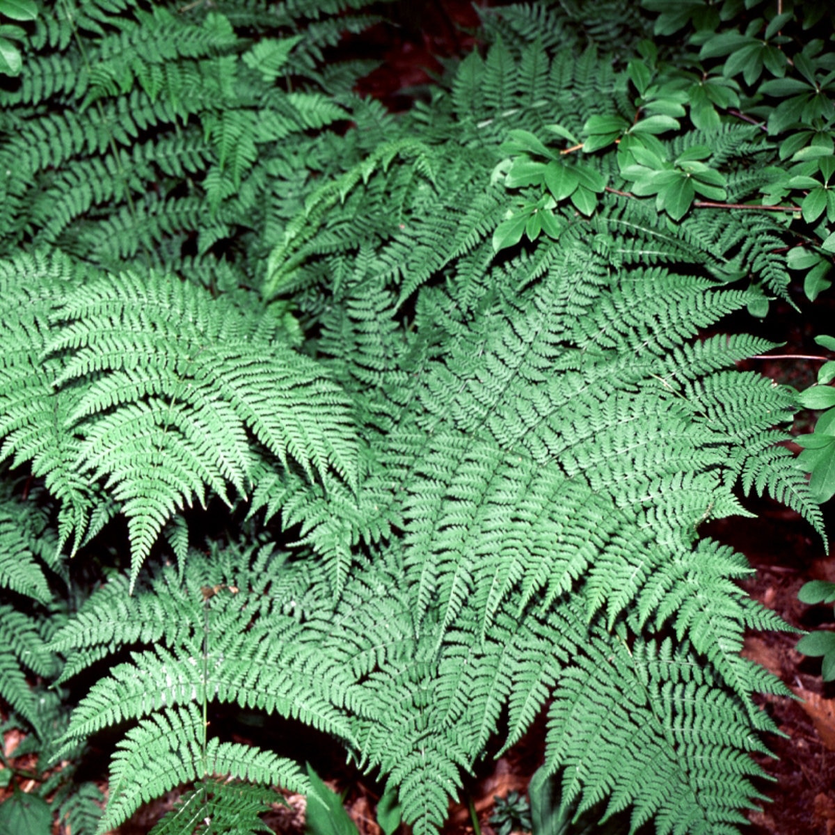Dryopteris Intermedia Wood Fern | SiteOne