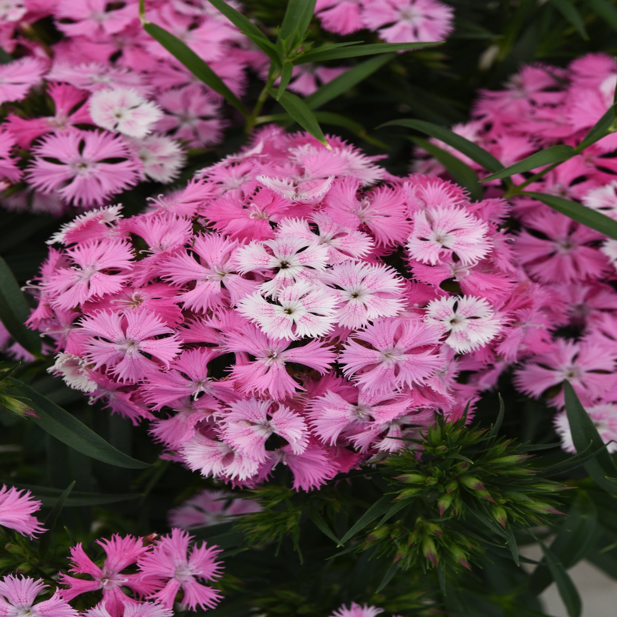 Dianthus Barbatus Rockin Pink Magic Sweet William | SiteOne