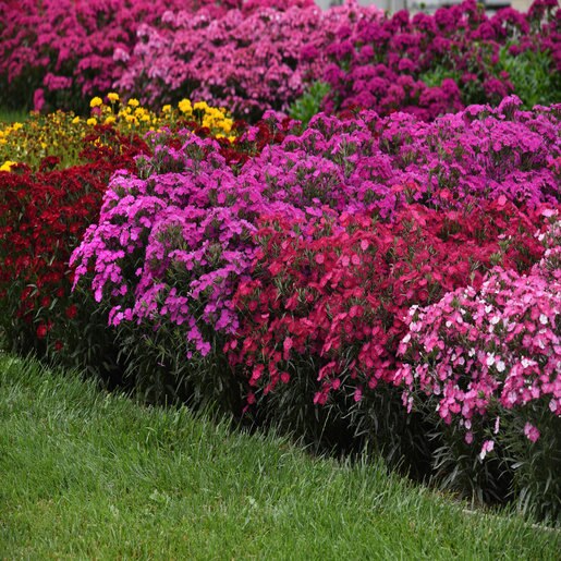 Dianthus Barbatus Rockin Pink Magic Sweet William | SiteOne