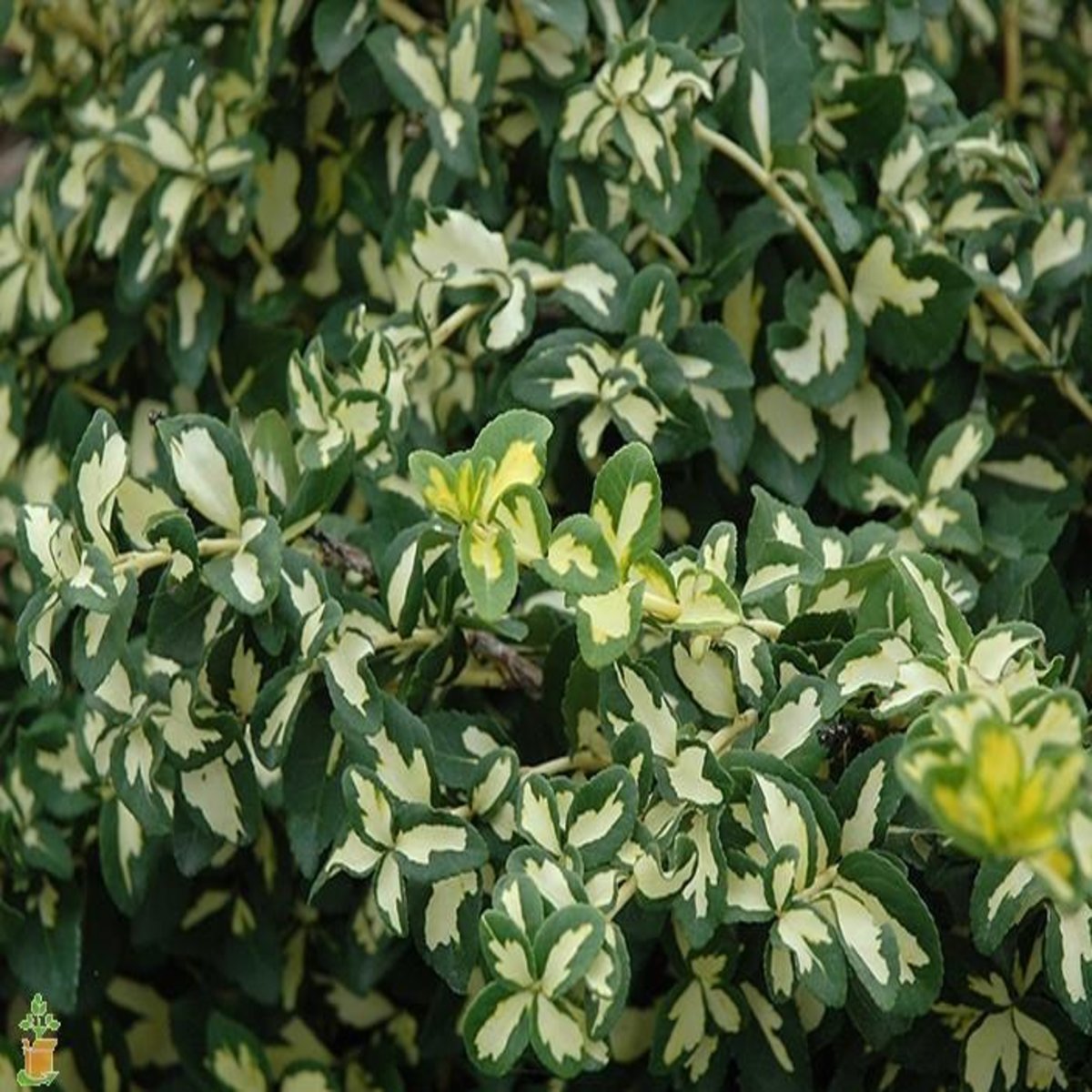 Euonymus Fortunei Moonshadow Wintercreeper | SiteOne