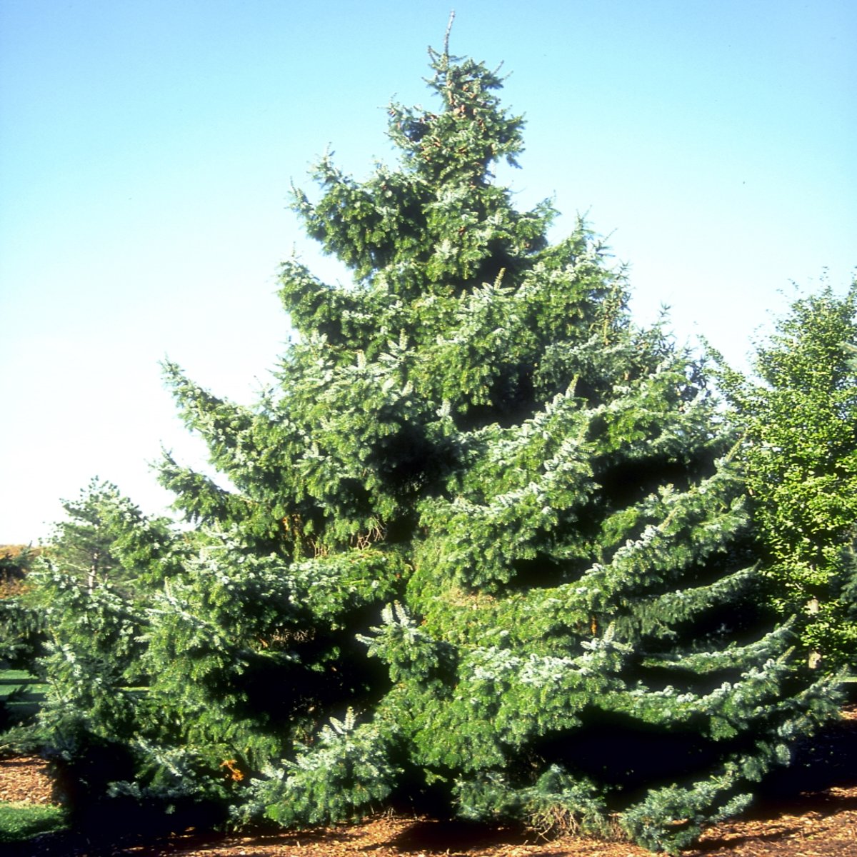 Picea Omorika Serbian Spruce | SiteOne