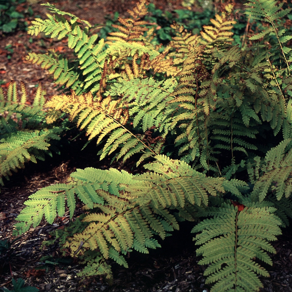 Osmunda Claytoniana Interrupted Fern | SiteOne