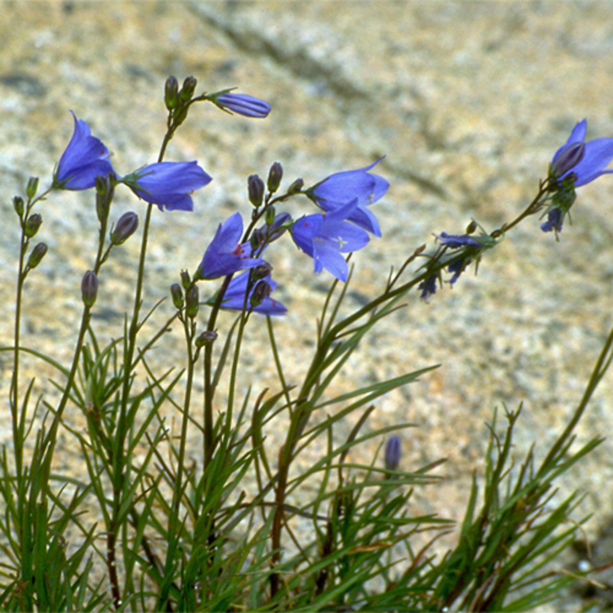 Campanula Rotundifolia Bluebell | SiteOne