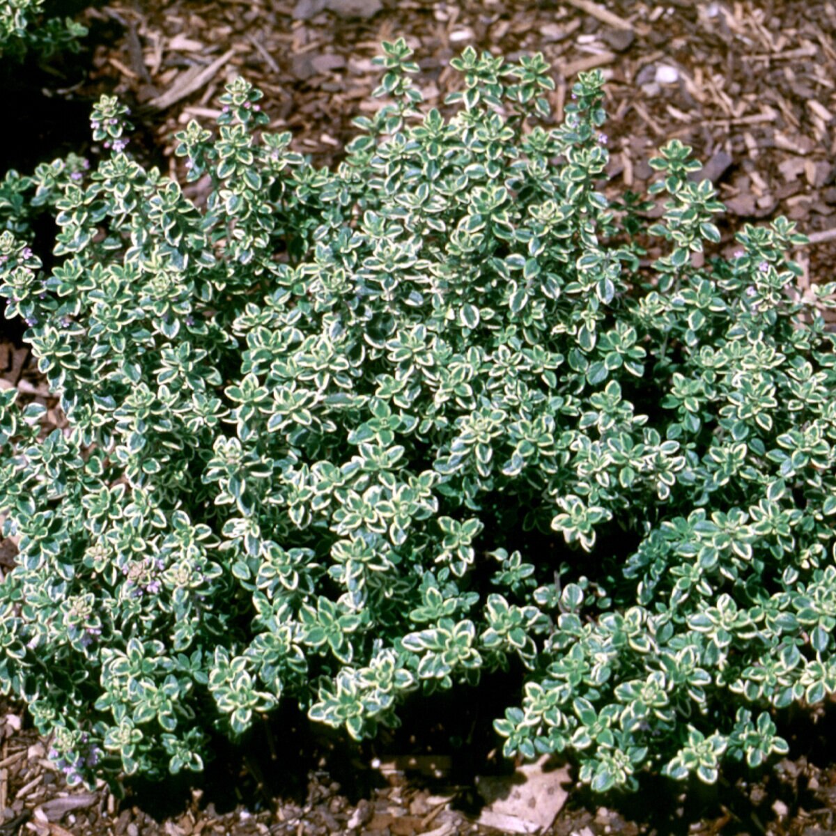 Thymus Pulegioides Aureus Golden Large Thyme | SiteOne