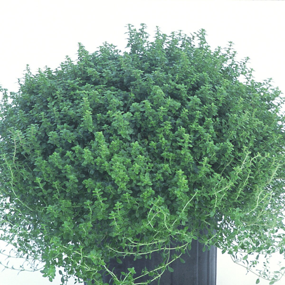 Thymus X Citriodorus Archers Gold Lemon Thyme | SiteOne