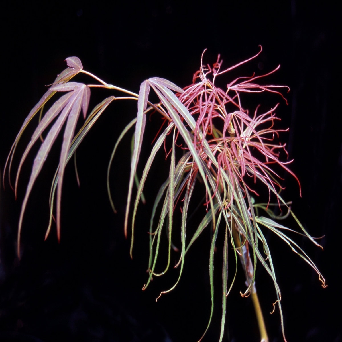 Acer Palmatum Red Spider Japanese Maple | SiteOne