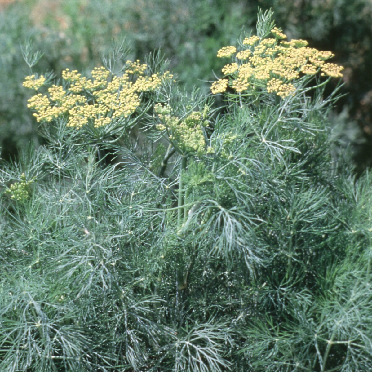 Anethum Graveolens Fern Leaf Dill | SiteOne