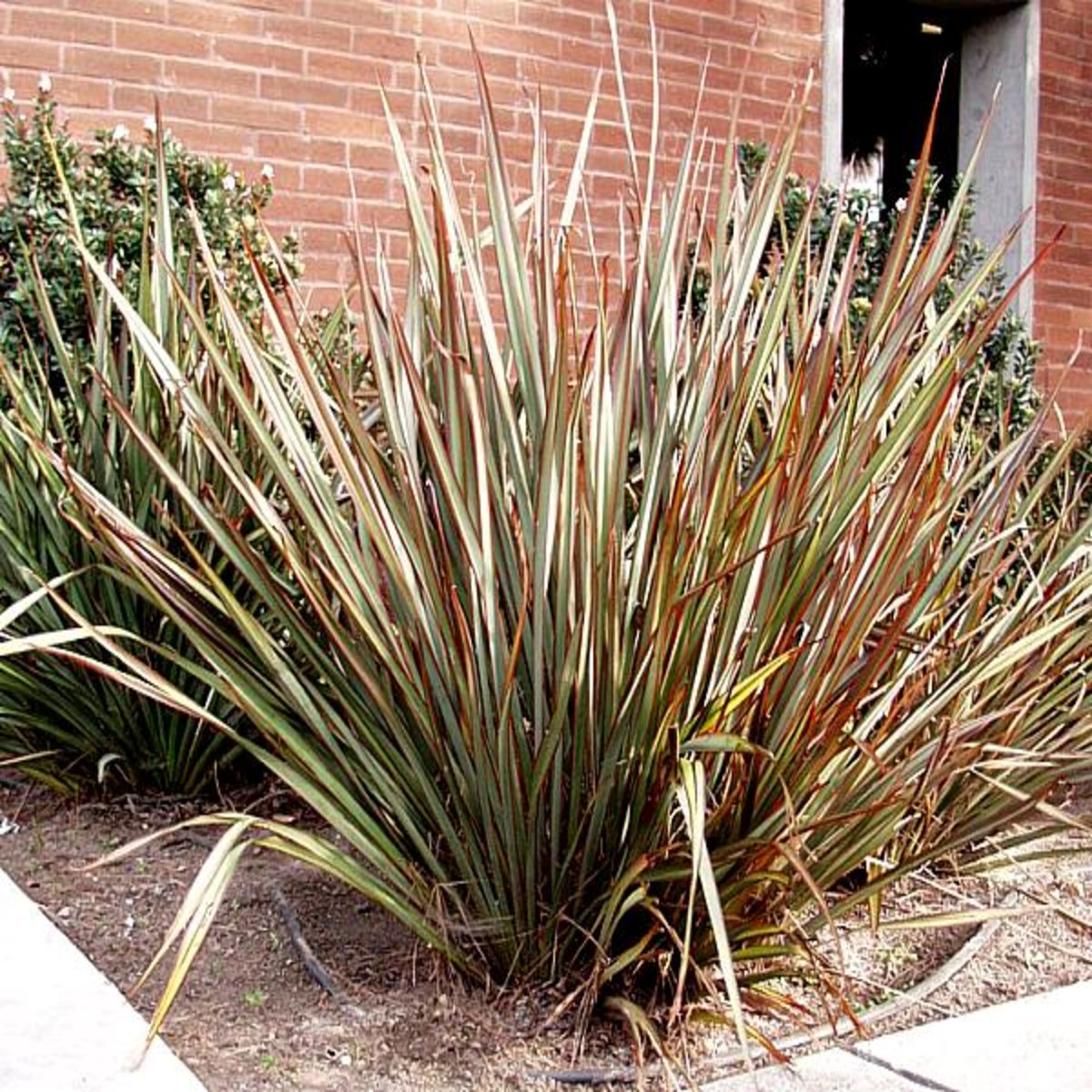 Phormium Tenax Surfer New Zealand Flax | SiteOne