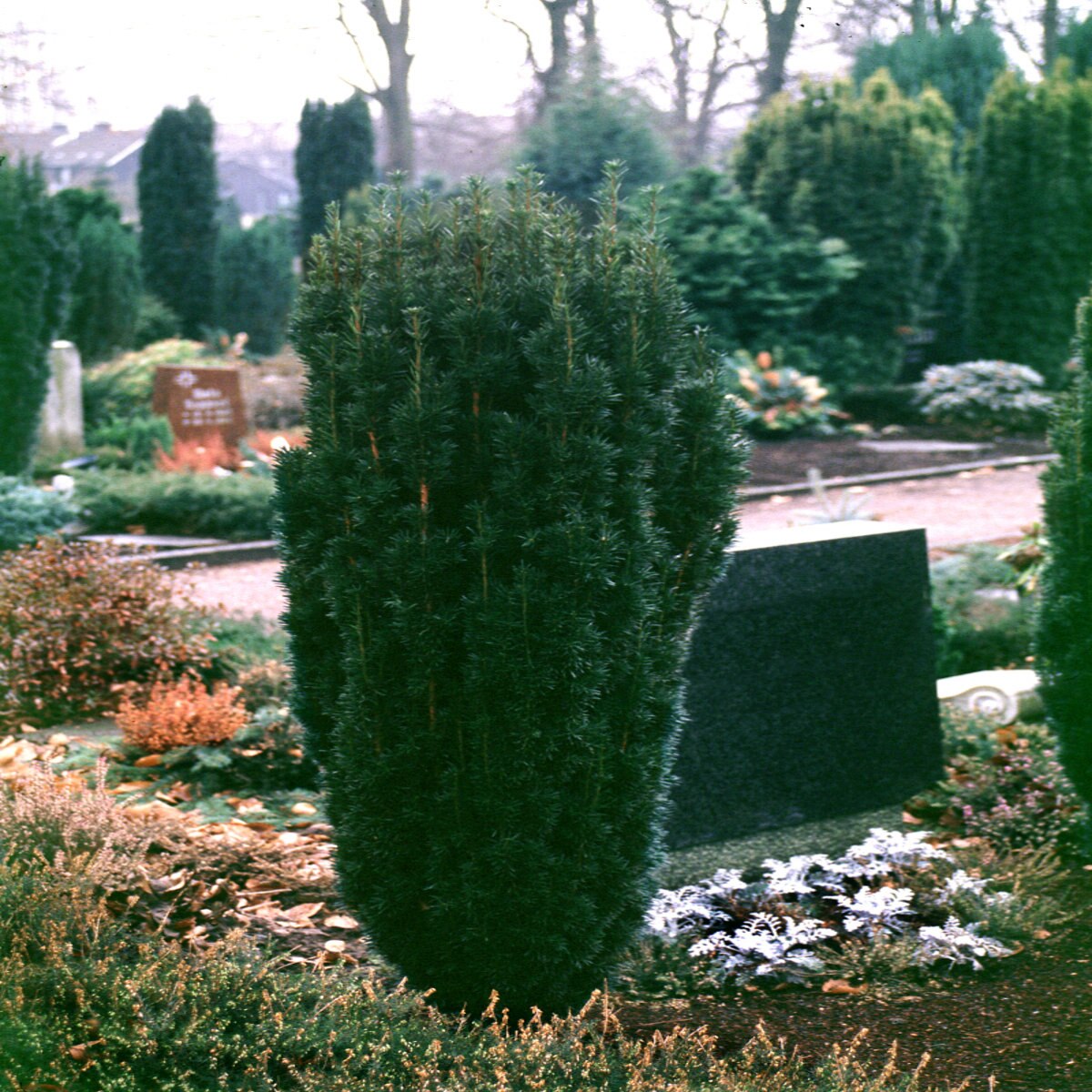 Taxus Baccata Stricta Fastigiata Irish Yew | SiteOne