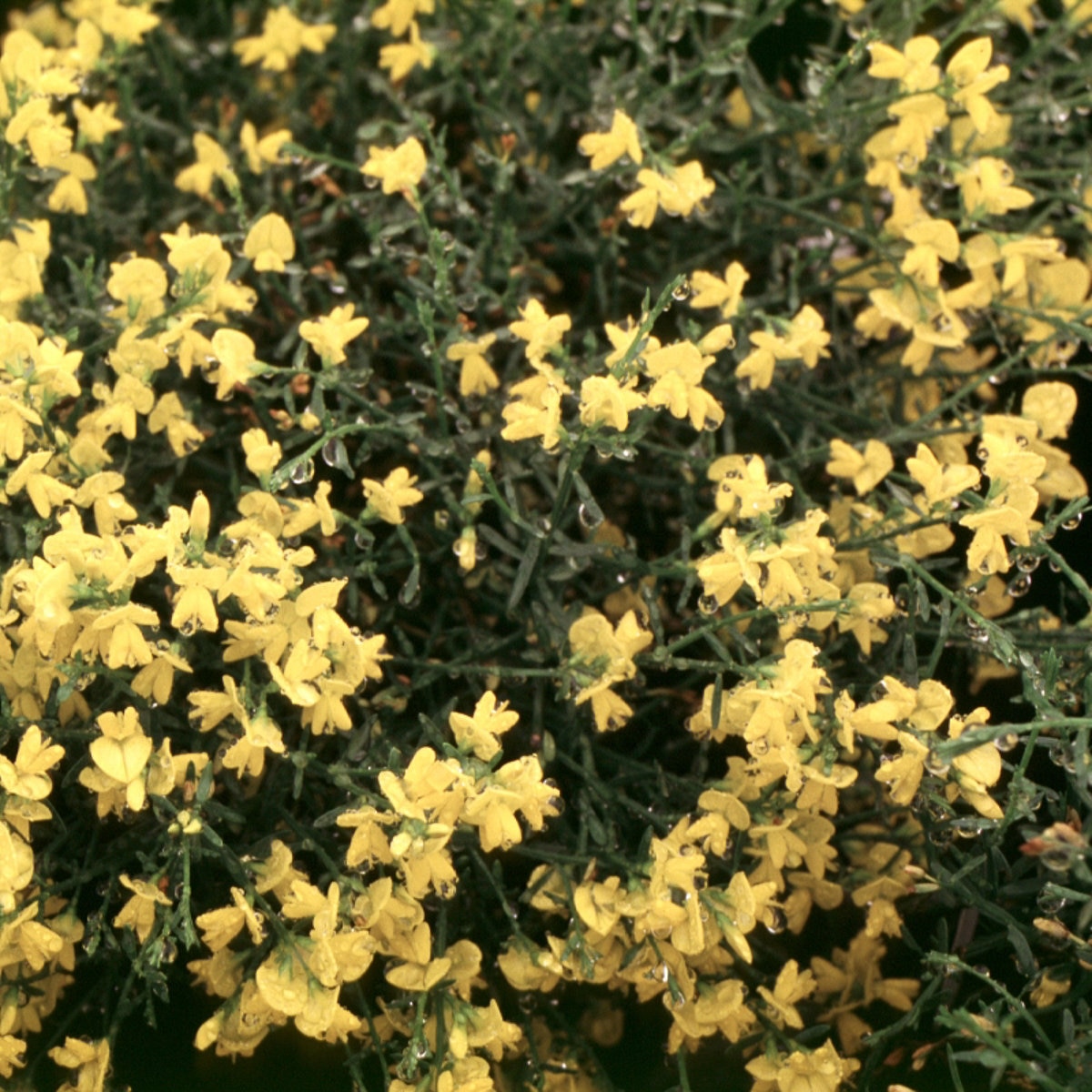 Genista Lydia Lydia Broom | SiteOne