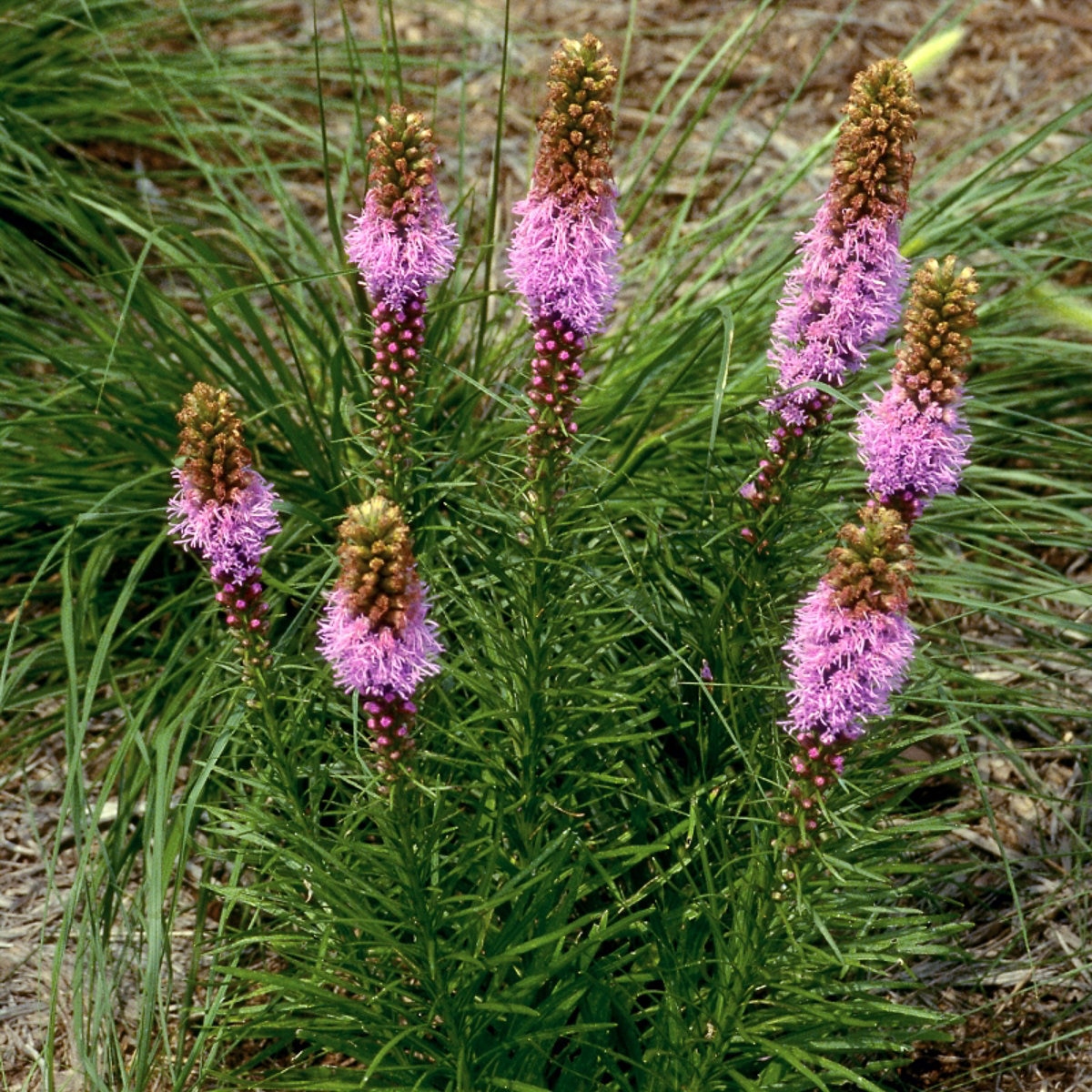 Liatris Pycnostachya Prairie Blazing Star | SiteOne