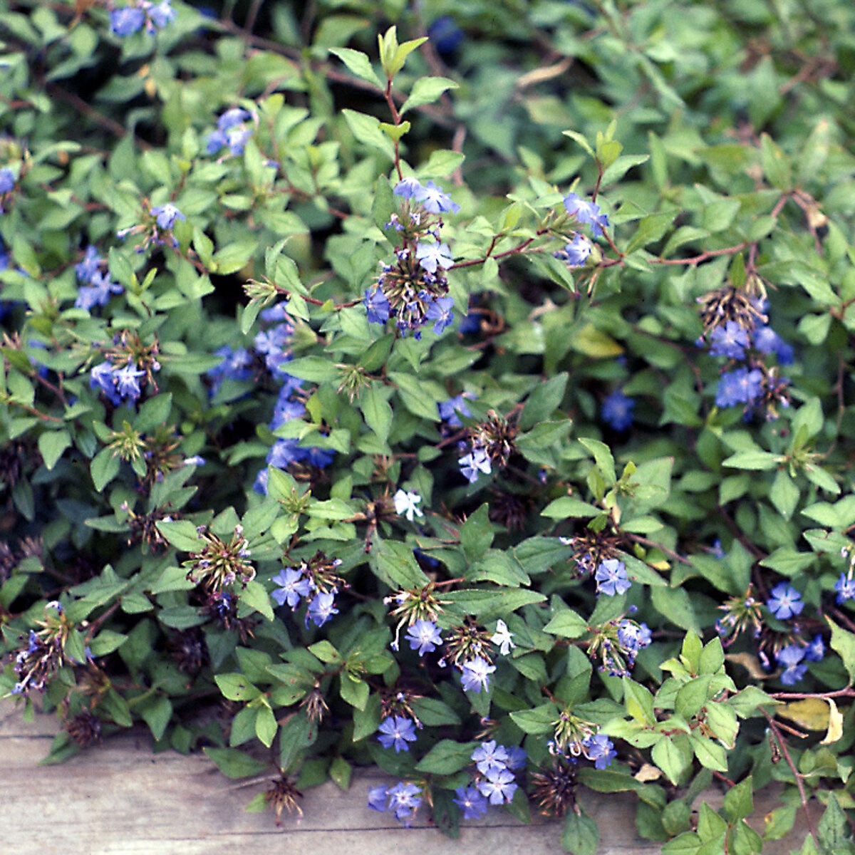 Ceratostigma Willmottianum Forest Blue Chinese Plumbago | SiteOne