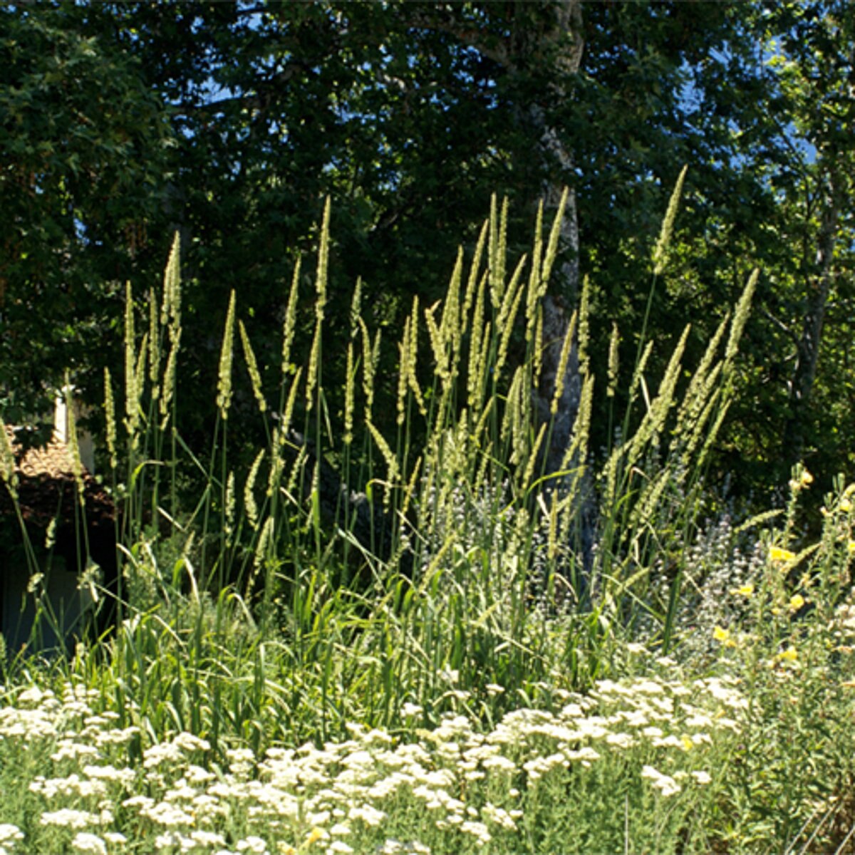 Leymus Condensatus Giant Wild Rye | SiteOne