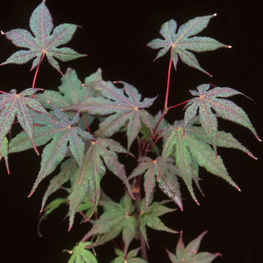 Acer Palmatum Baby Ghost Japanese Maple | SiteOne