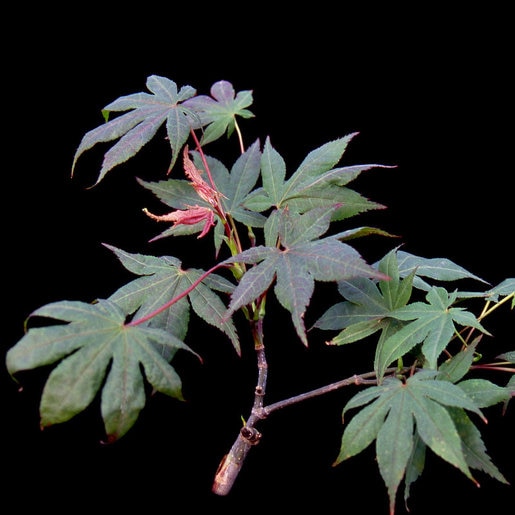 Acer Palmatum Baby Ghost Japanese Maple | SiteOne