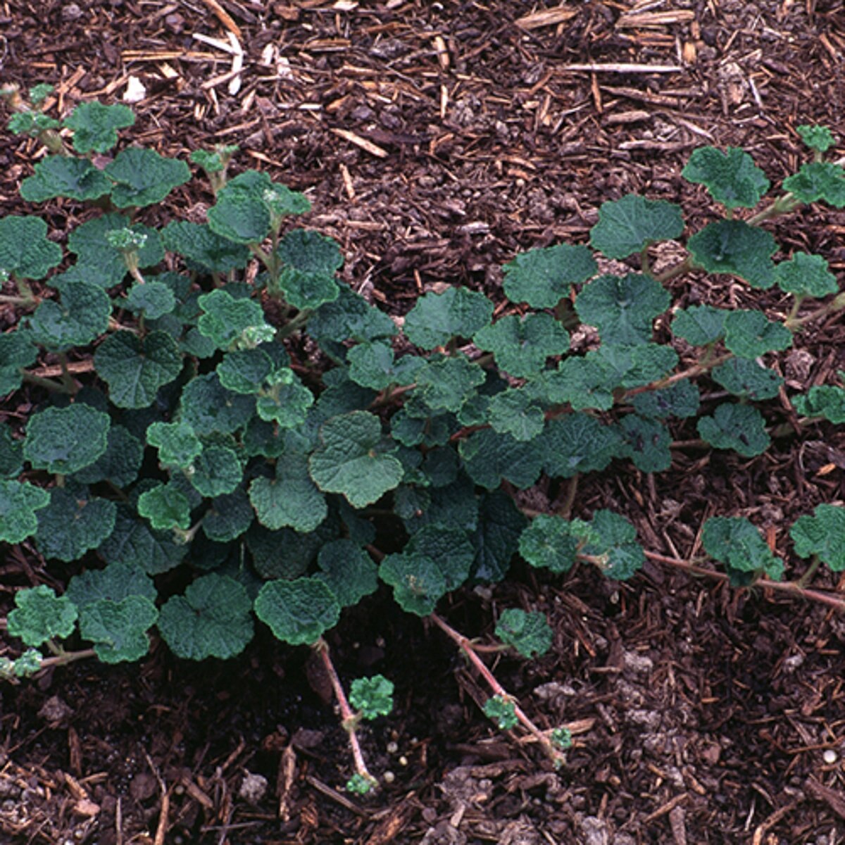 Rubus Pentalobus Emerald Carpet Creeping Raspberry | SiteOne