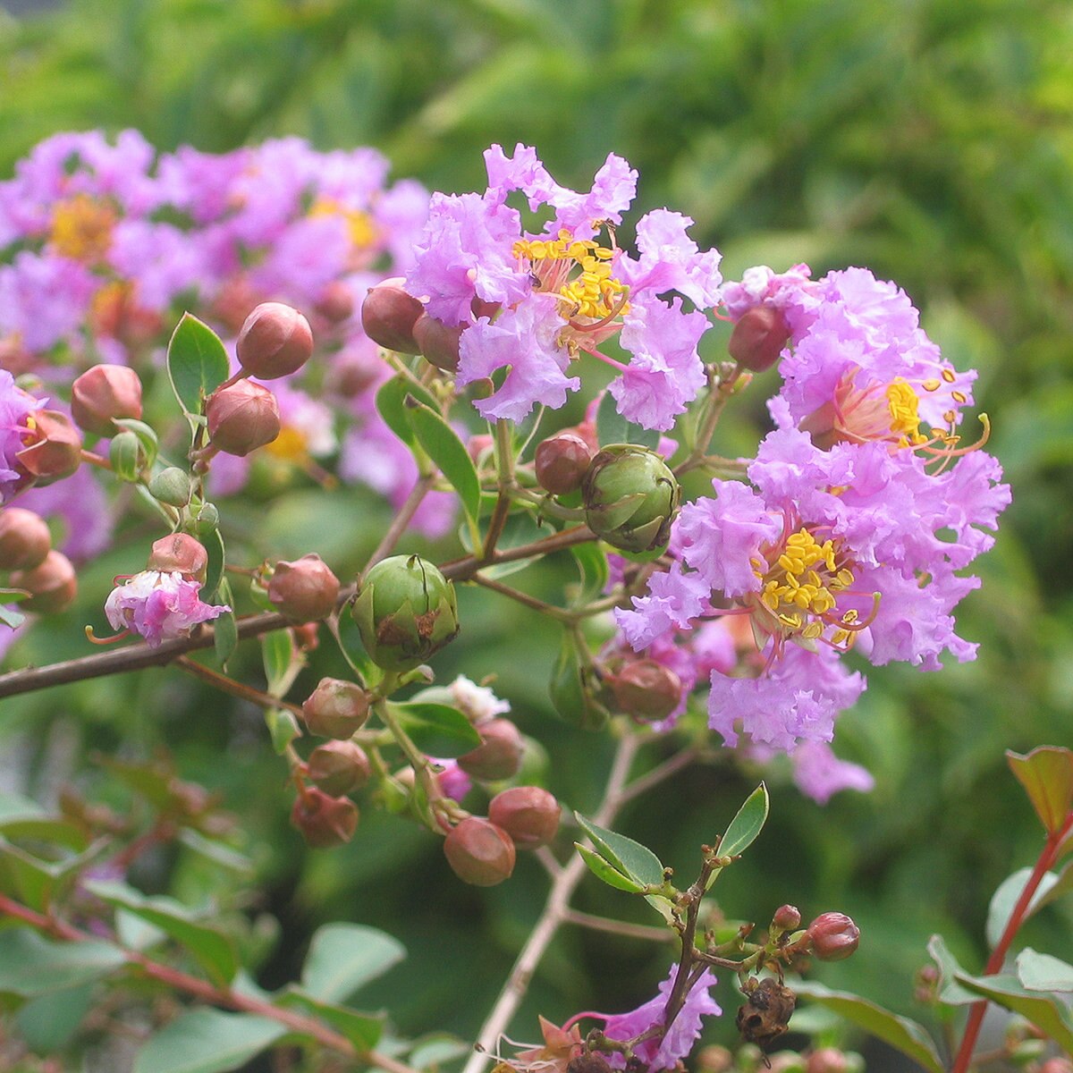 Lagerstroemia Indica Orchid Cascade Crape Myrtle | SiteOne