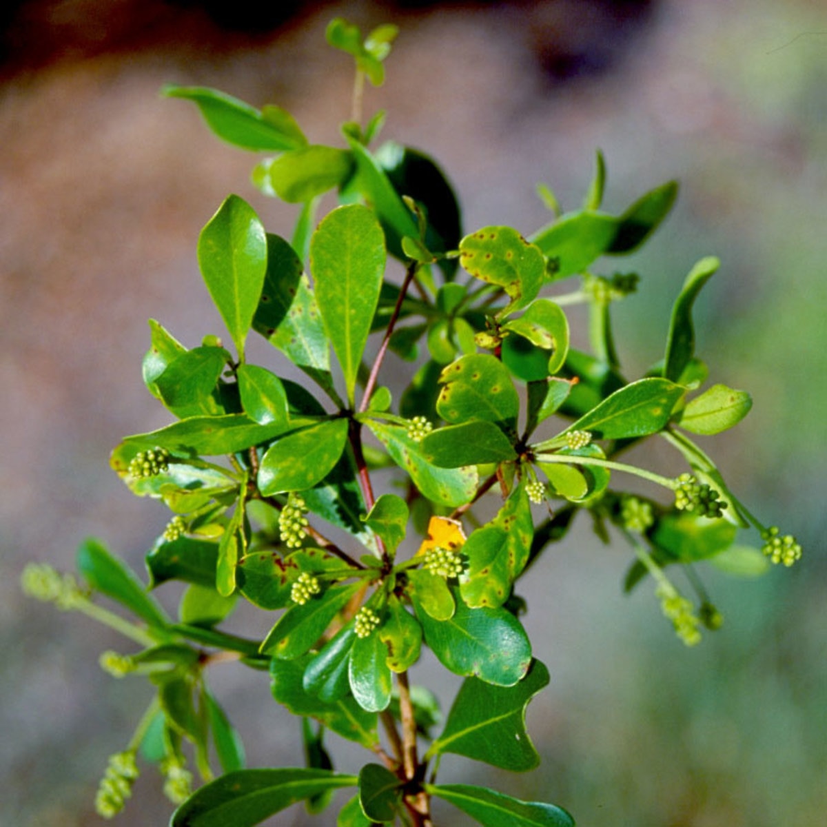 Bucida Buceras Shady Lady Black Olive | SiteOne