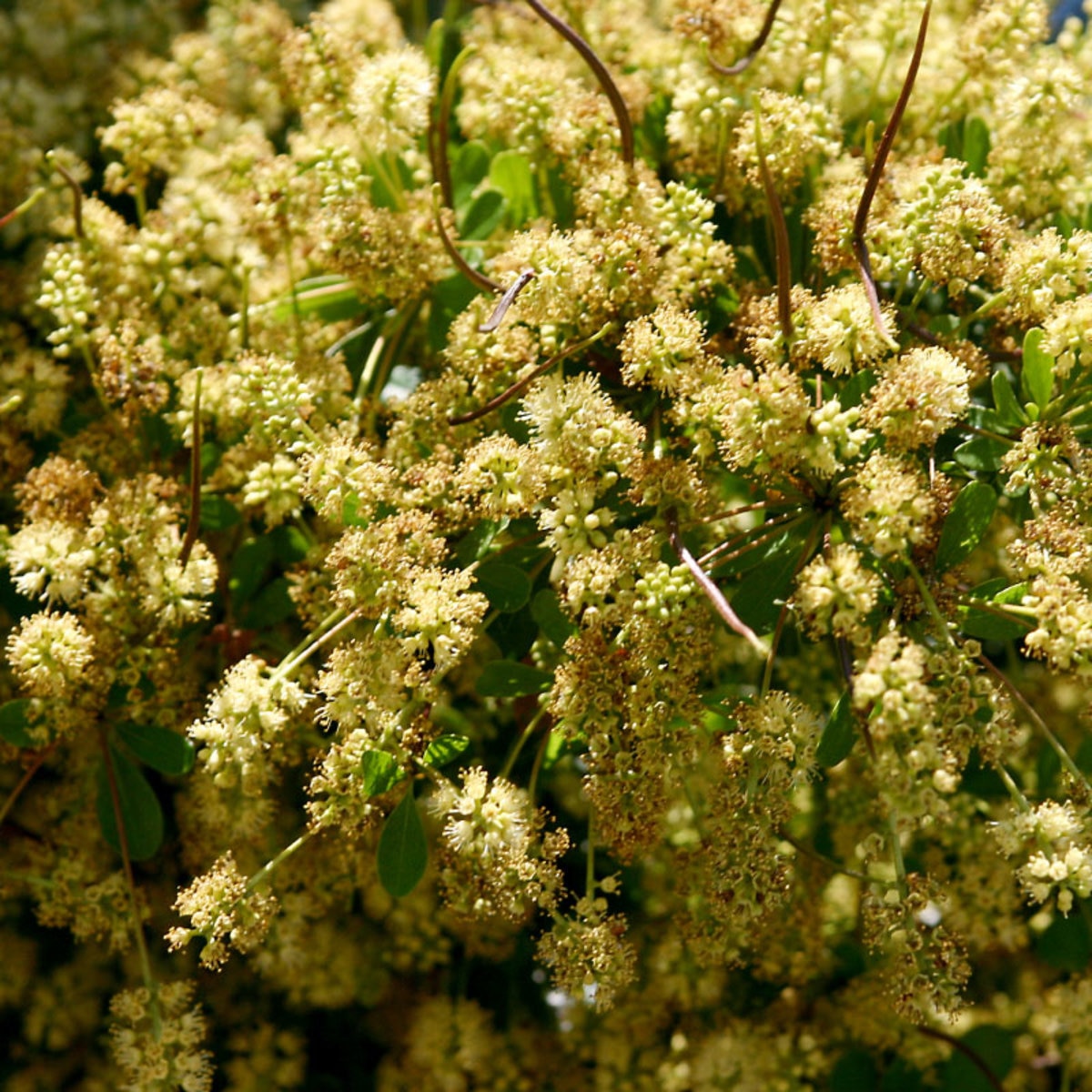 Bucida Buceras Shady Lady Black Olive | SiteOne