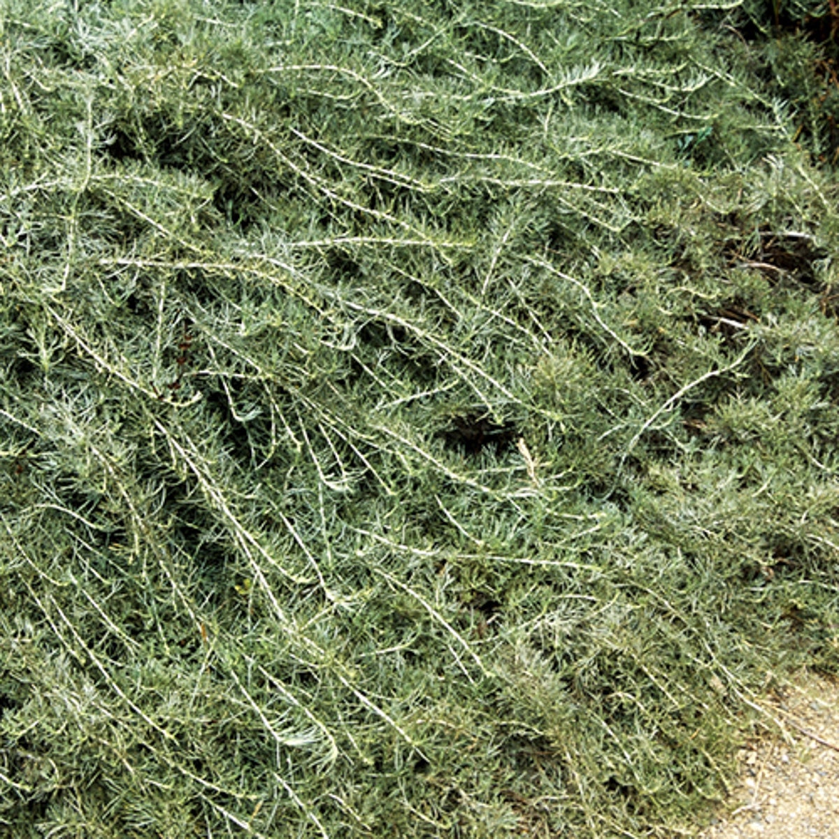 Artemisia Californica Coastal Sagebrush | SiteOne