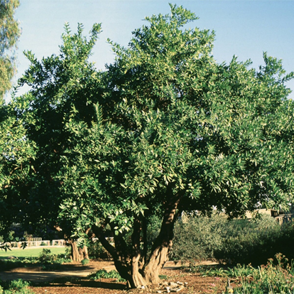 Cocculus Laurifolius Laurel-Leaf Snail Tree | SiteOne