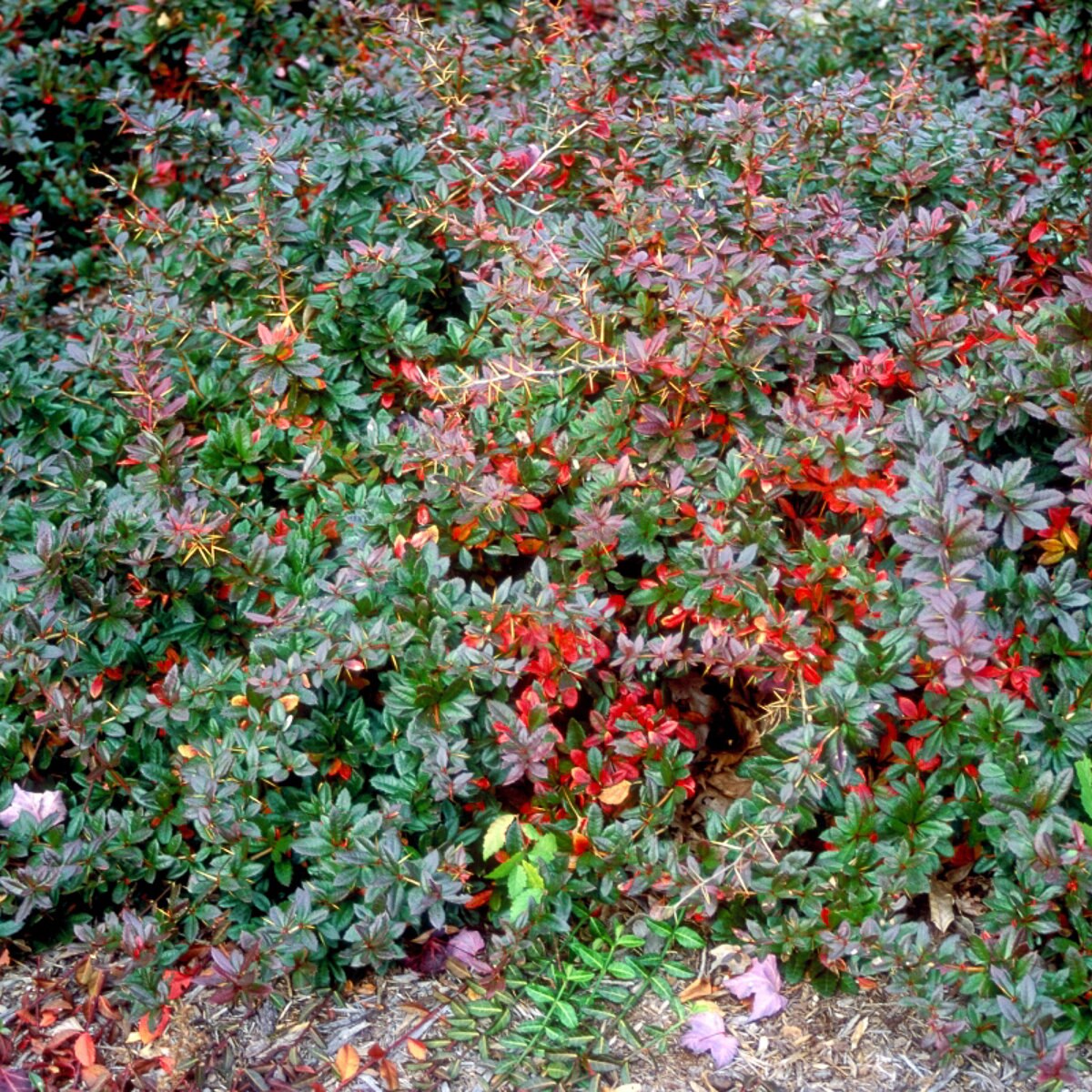 Berberis Verruculosa Warted Barberry | SiteOne