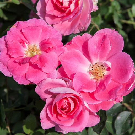 Rosa X Carefree Wonder' Shrub Rose | SiteOne