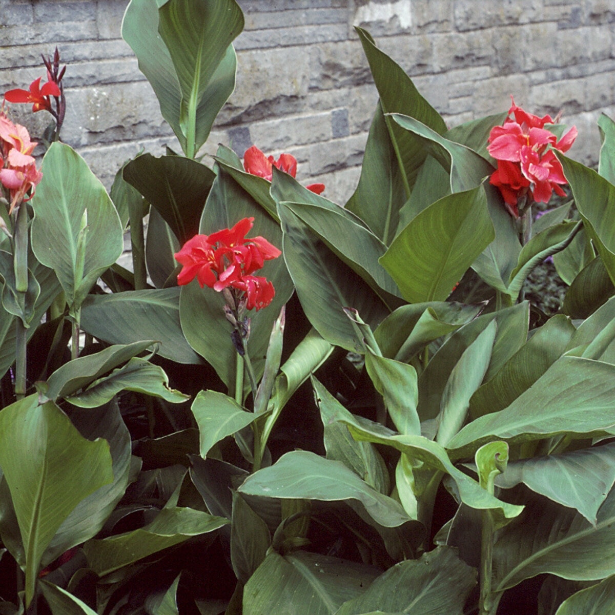 Canna X Generalis President Canna Lily | SiteOne