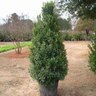 Ilex X Oakleaf Red Holly | SiteOne