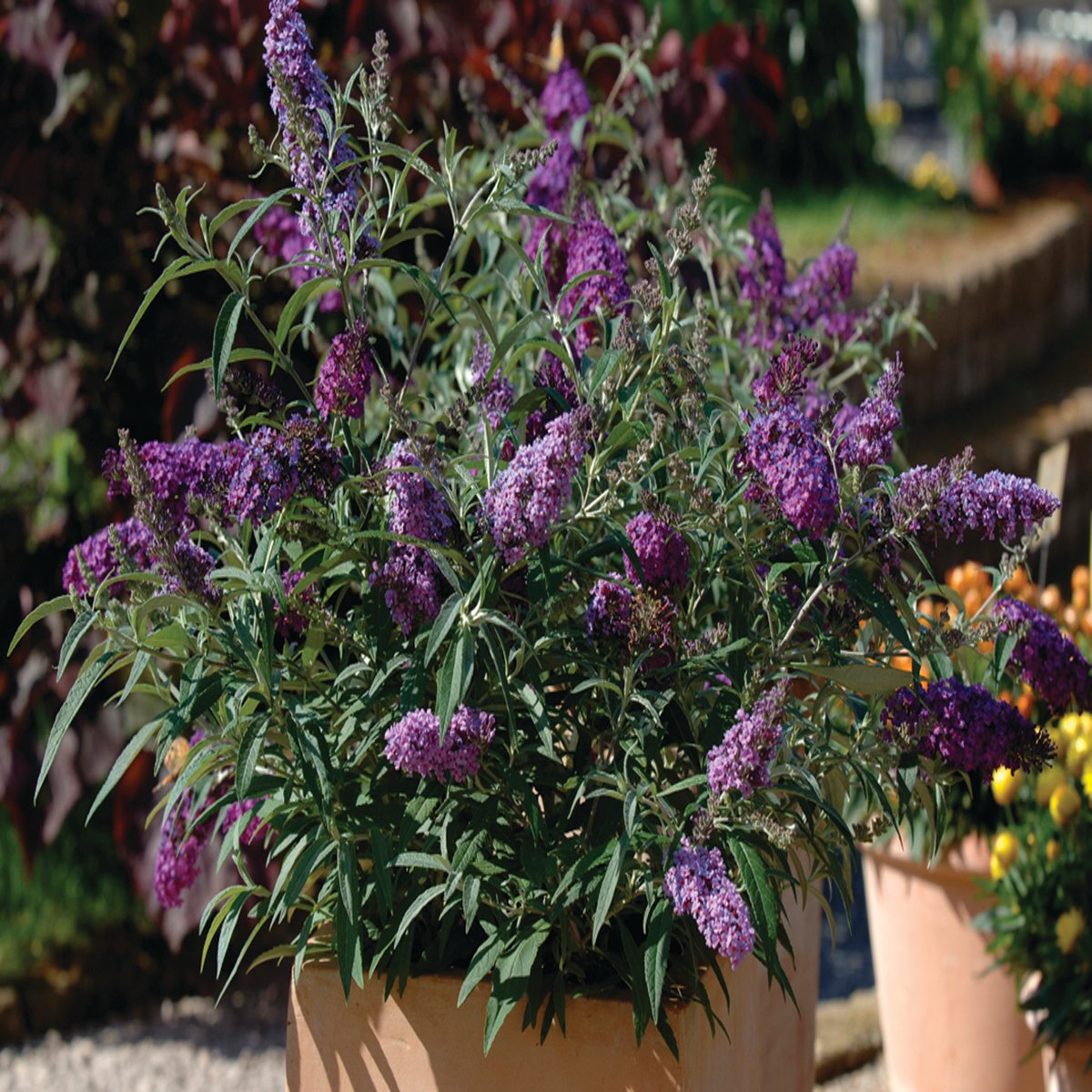 Buddleia Davidii Buzz Tobudviole Lavender Butterfly Bus | SiteOne