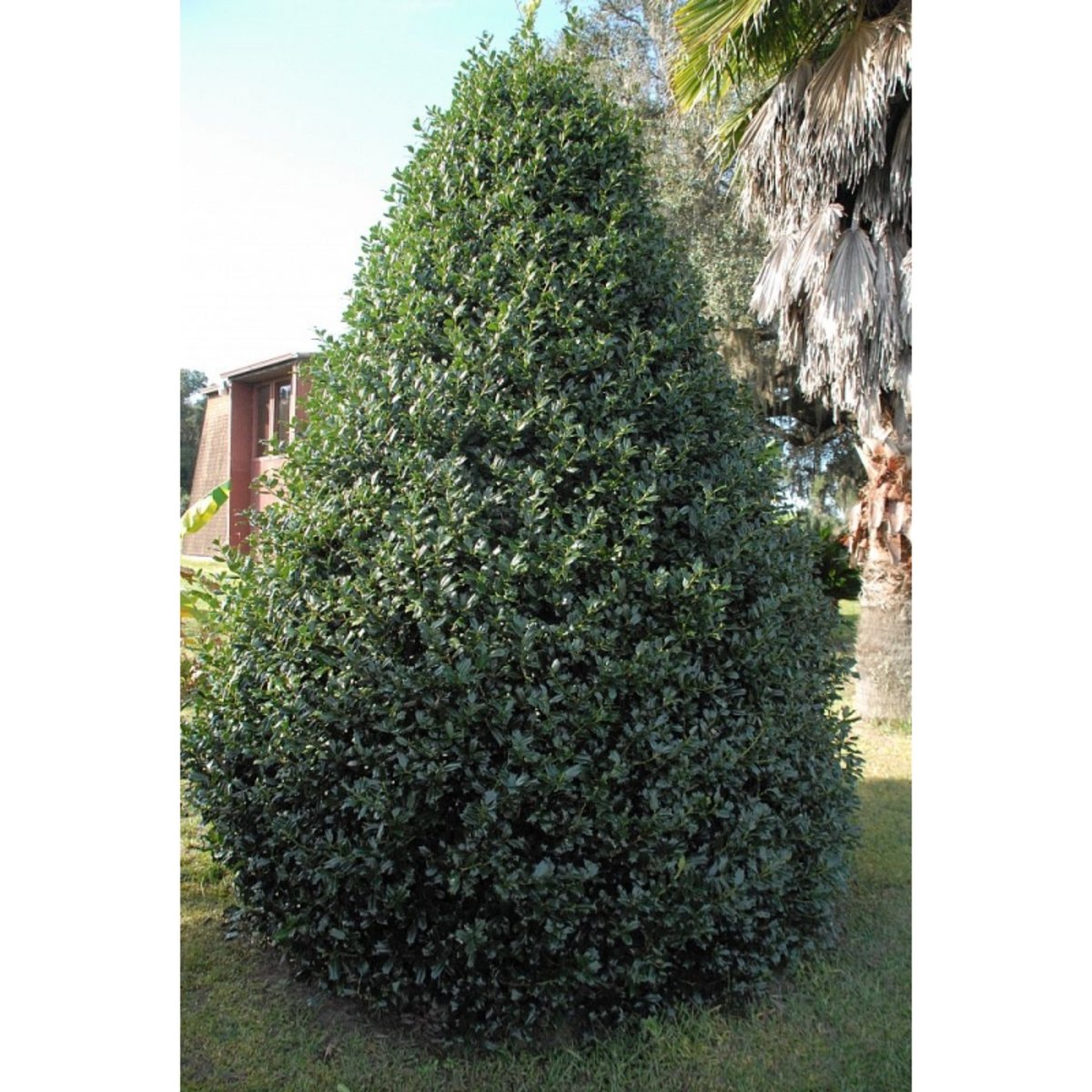 Ilex X Robin Red Holly | SiteOne