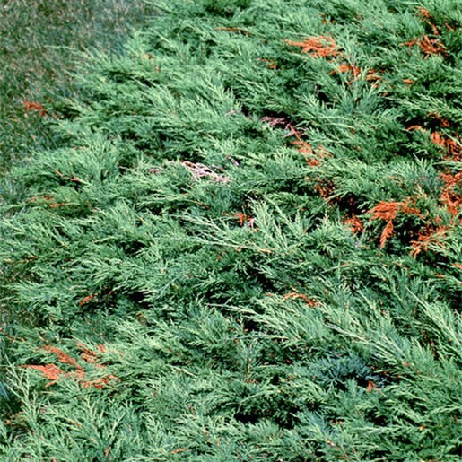 Juniperus Sabina Arcadia Juniper | SiteOne