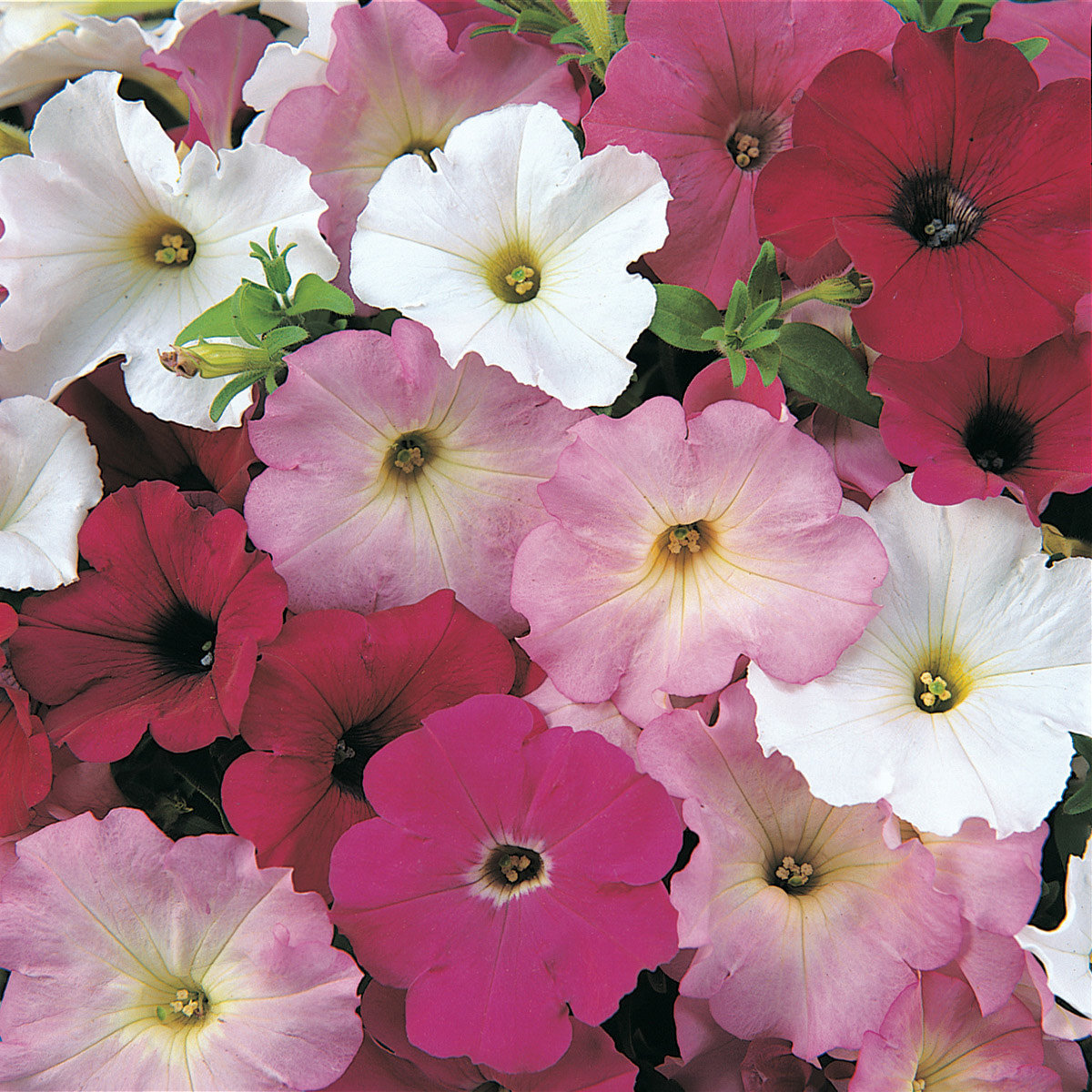 Petunia X Hybrida Madness Mixture Petunia | SiteOne