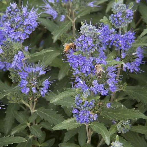 Caryopteris X Clandonensis Blue Balloon Bluebeard | SiteOne