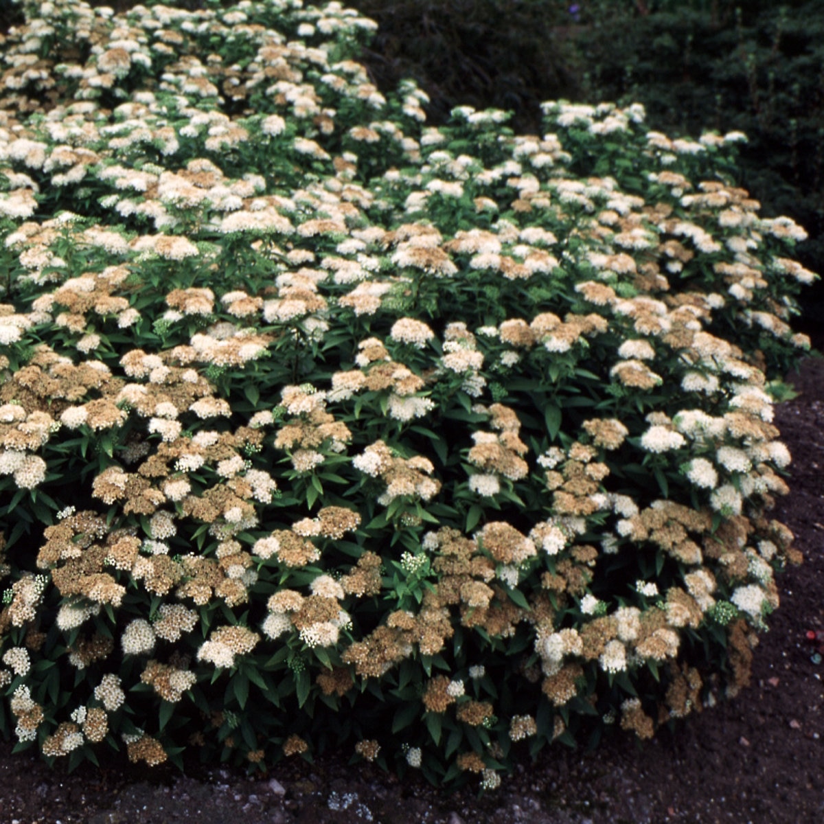 Spiraea Japonica var. Albiflora Japanese White Spirea | SiteOne