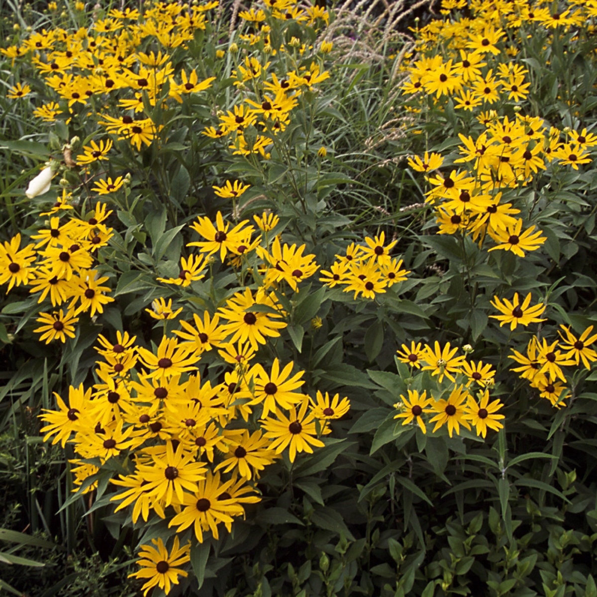Rudbeckia Subtomentosa Sweet Coneflower | SiteOne
