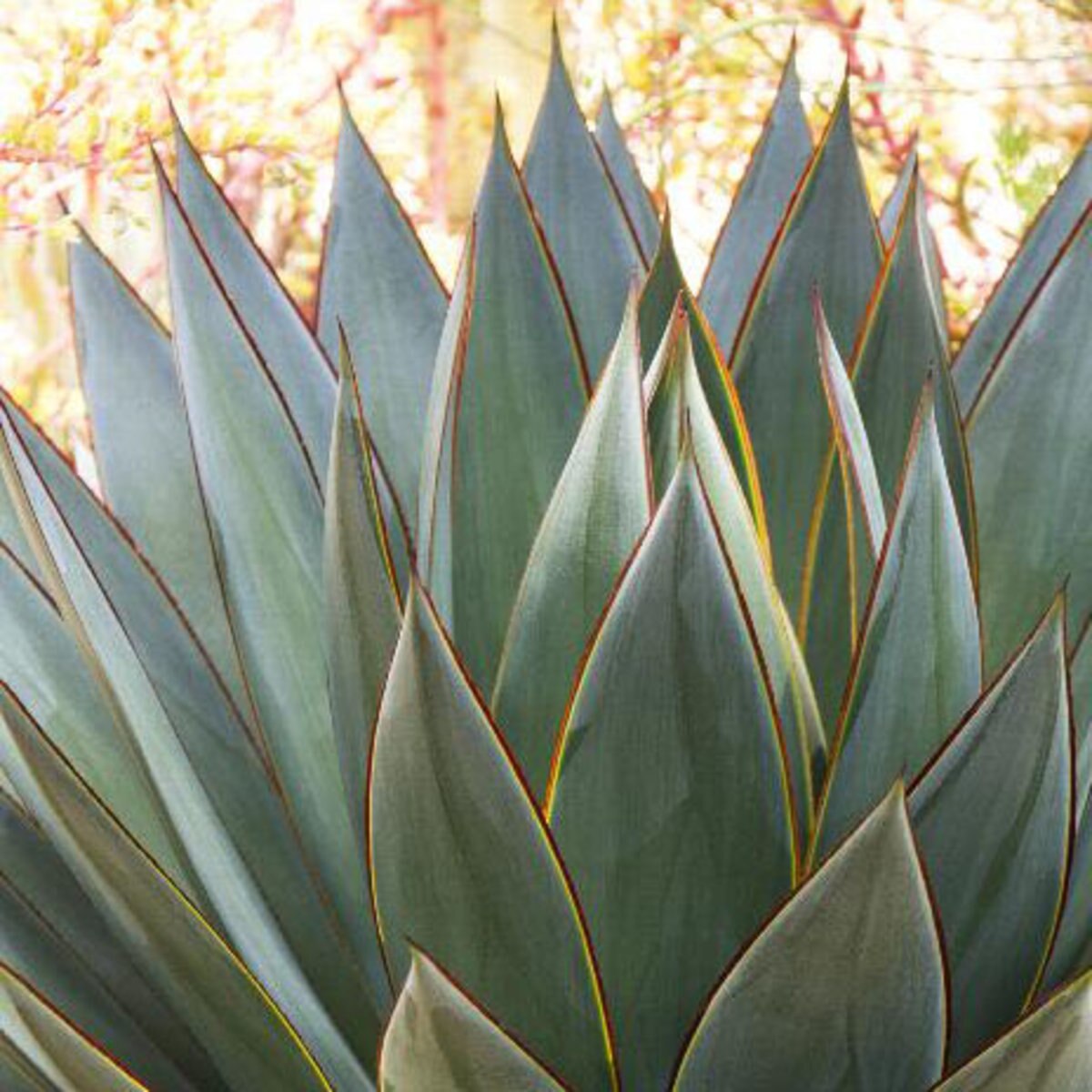 Agave X Blue Glow Agave | SiteOne
