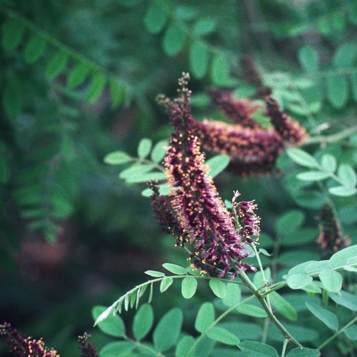 Amorpha Fruticosa False Indigo | SiteOne