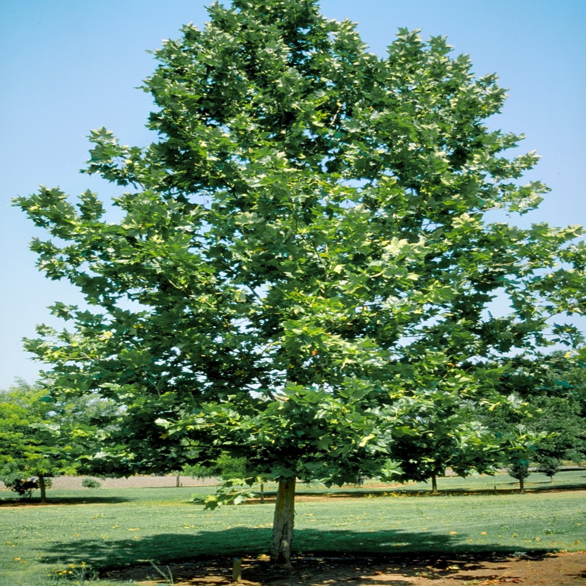 Platanus X Acerifolia Bloodgood London Planetree | SiteOne