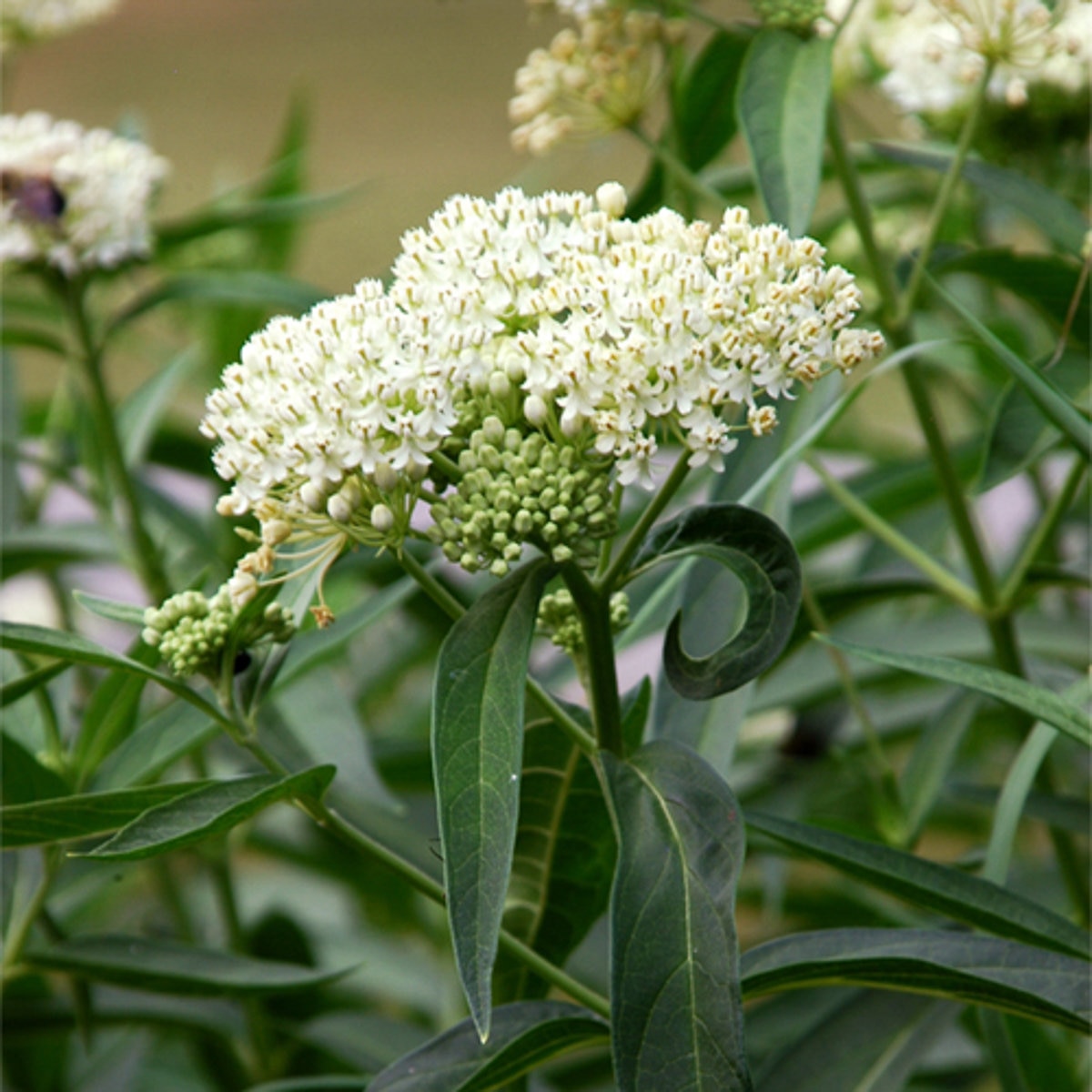 Asclepias Incarnata Ice Ballet Swamp Milkweed | SiteOne