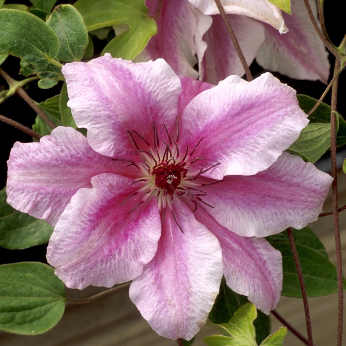 Clematis Carnaby Early Large-Flowered Clematis | SiteOne